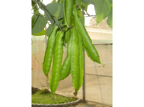 Wing Bean Thai Seed And Agriculture