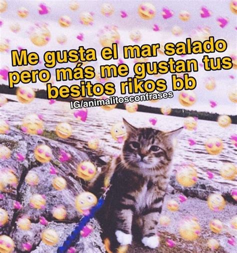 Pin De R O M I N A🧡 En Pics Gatitos Esponjosos Cosas De Amor Gatos