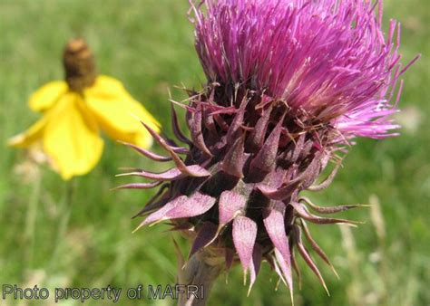 Province Of Manitoba Agriculture Nodding Thistle
