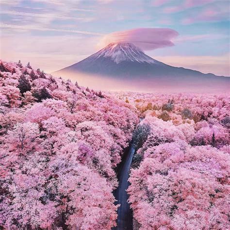 Mount Fuji Cherry Blossom