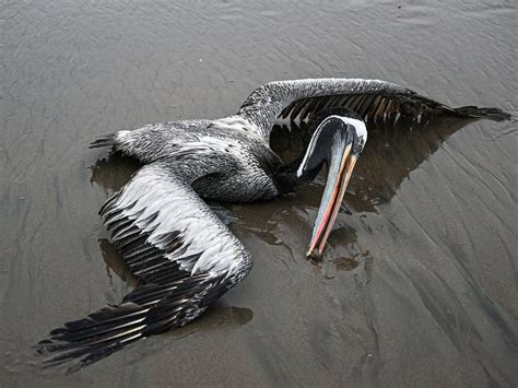 Bird Flu Is Decimating Wildlife Having Now Spread Across Five