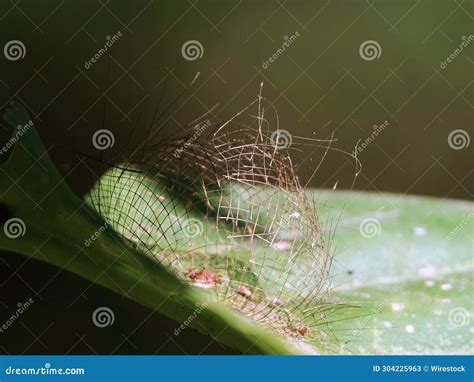 Net Nest Like Structure On A Green Leaf Stock Image Image Of Green