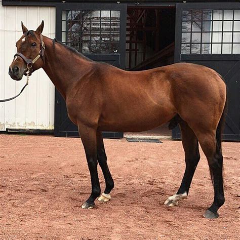 Afleet Alex