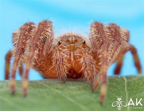 Ak Gallery Ak Diffuser