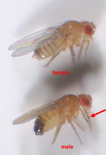 Are The Fruit Flies In The Photos Both Female And Male Thanks R