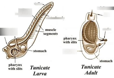 3 Tunicates Diagram Quizlet