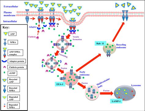 Schematic Representation Of Intracellular Trafficking Of Npra In