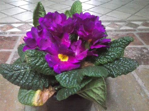 Jardines Angelo Flores Para Primavera Y Verano