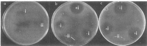Bacteriocin Production A Control Containing An Anu794 Overlay With