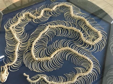 My Abandoned Python Project Rprogrammerhumor