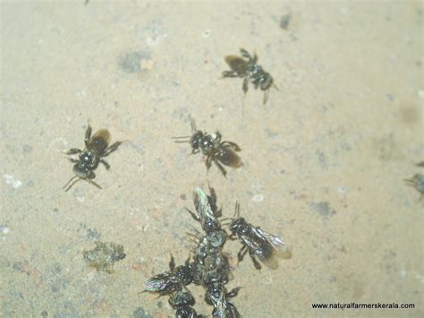 Stingless Honey Bee Dwarf Honey Bees Or Cheruthen Eecha Natural Farmers Kerala