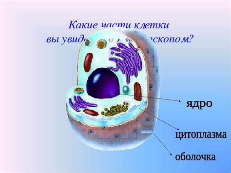 Презентация на тему "Строение клетки 6 класс" - скачать бесплатно ...