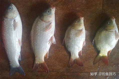 秋季天气变凉时怎么钓鲤鱼？天气较凉时的钓鲤鱼技巧 知乎