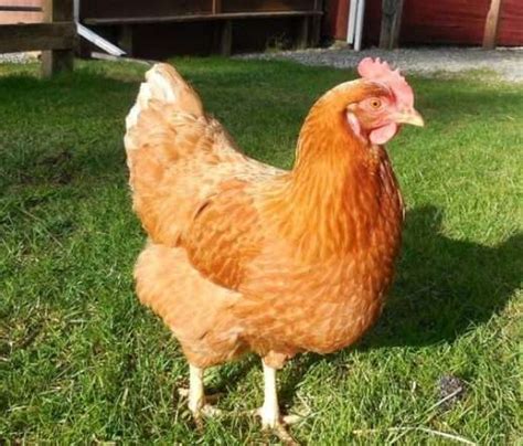 Red Sex Link Chickens Pros And Cons