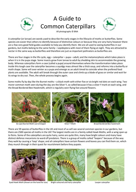 Free Printable Caterpillar Identification Charts Pdf