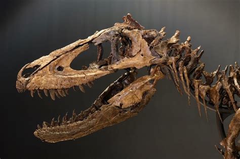 Chomper The 20 Million Dinosaur At Frieze Masters