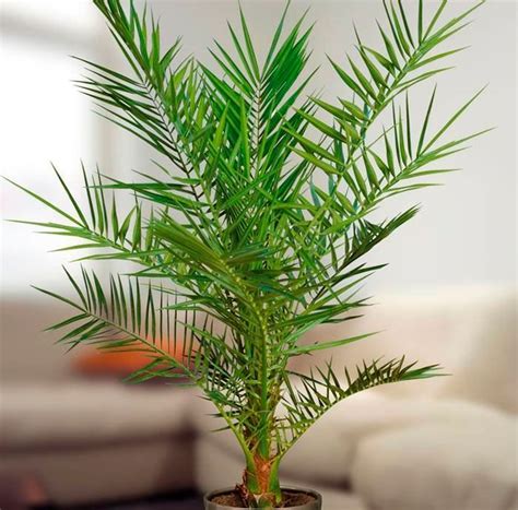 Як виростити фінік з кісточки Читайте на Ukr Net