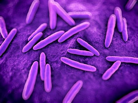 Lactobacillus Uti Antibiotics