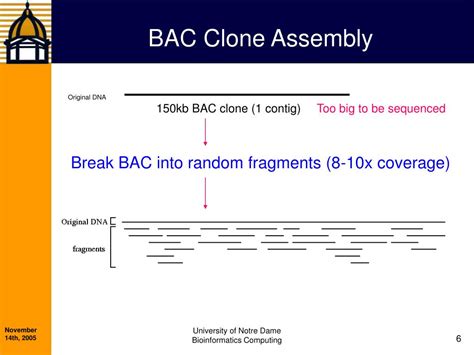 Ppt Assembling A Shotgun Sequenced Bac Clone From Anopheles Funestus Genome Powerpoint