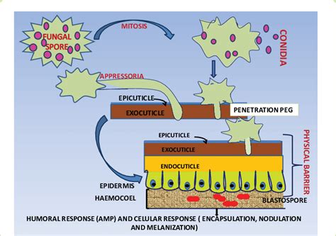 Structure Of Insect Cuticle And Mode Of Penetration Thereby Eliciting