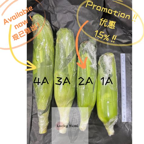 1 SET 6 PCS Cameron Highlands Jagung Susu Manis White Sweet Corn