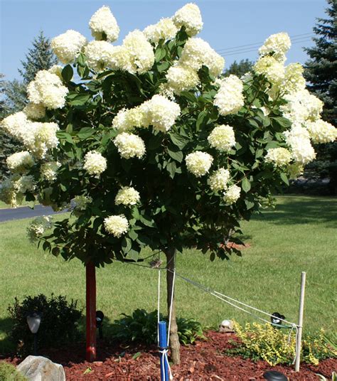 Hydrangea Paniculata Tree