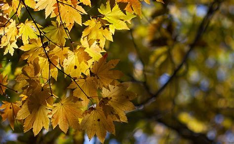黄色の木、 茶色のカエデの葉の木、 季節、 秋、 黄色、 木、 秋、 葉、 Hdデスクトップの壁紙 Wallpaperbetter