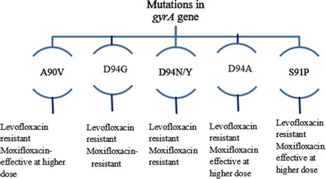 The Association Of Gyra Mutation With Levofloxacin And Moxifloxacin Download Scientific Diagram