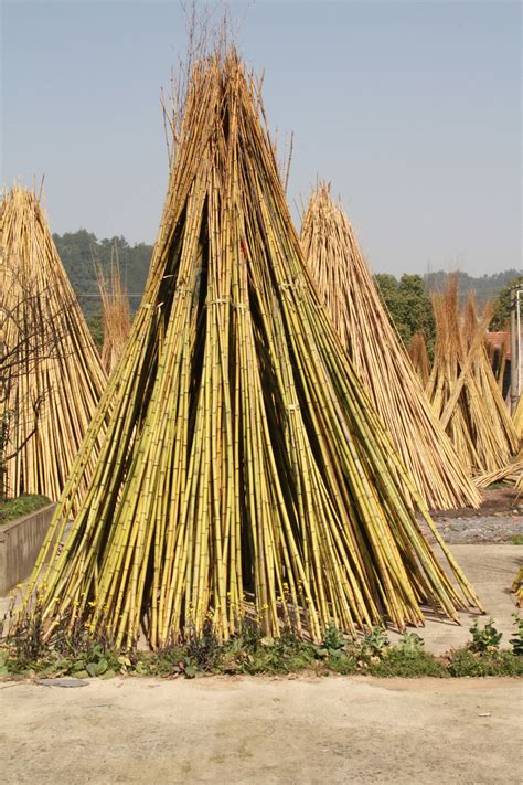 Commercial Bamboo Farming — Brightfields Natural Trading Company