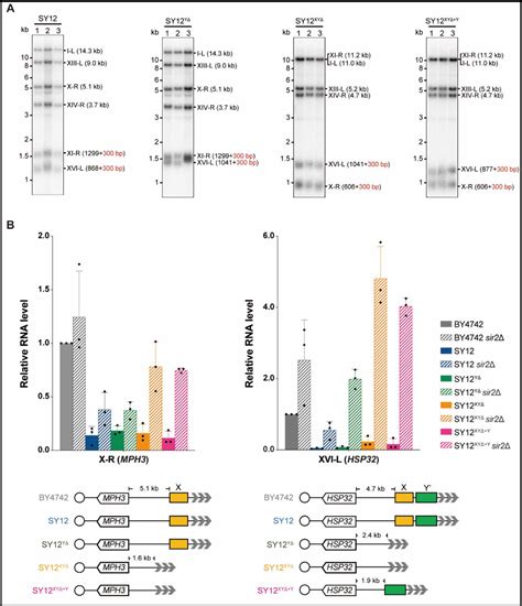 Figure 4 From Elimination Of Subtelomeric Repeat Sequences Exerts