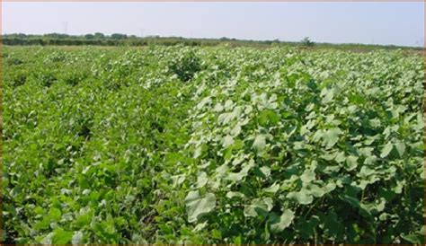Manejo Eficiente De Malezas En Soya Intagri Sc
