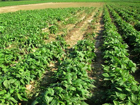 Phytophthora Blight On Beans Vegetable Pathology Long Island