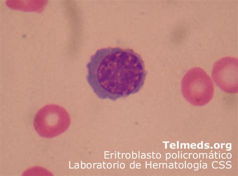 Eritropoyesis Flashcards