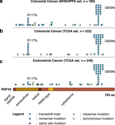 Rnf43 Is Frequently Mutated In Colorectal And Endometrial Cancers