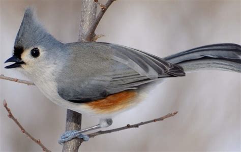 Tufted Titmouse Calls Learn 4 Common Sounds Bird Watching Hq