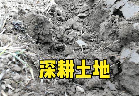 种植小麦深耕好还是免耕好利弊详细对比哪种产量高 知乎