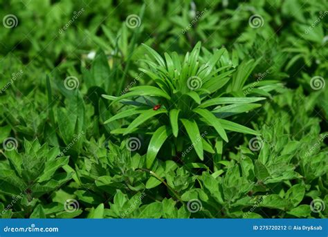 Lily Sprout Stock Image 20563783