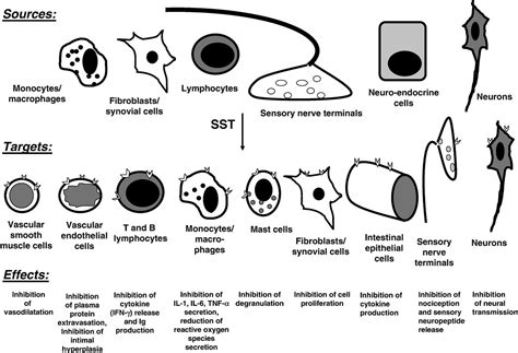 Somatostatin Health Benefits Function And Side Effects Selfhacked