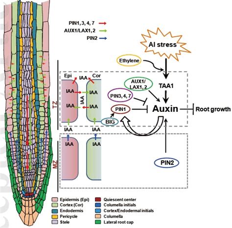 科学网—plant Journal︱山东大学杨中宝教授团队研究揭示铝调节生长素在根尖过渡区积累的机制 闫宗运的博文