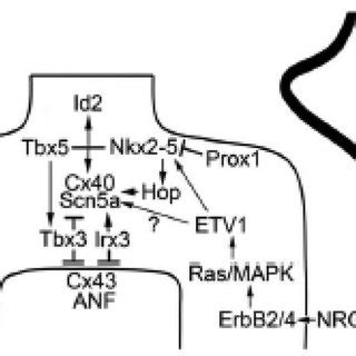 Ventricular Conduction System Gene Regulatory Network Schematic