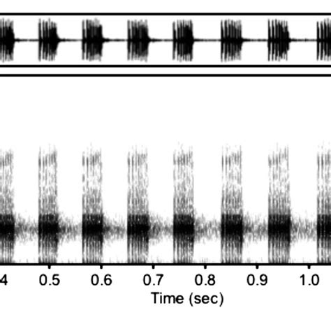 Oscillogram Top And Spectrogram Lower Of An Advertisement Call From