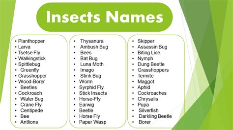 List Of Insects Name In English Grammarvocab