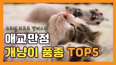 애교 많은 고양이 개냥이 품종 Top5 순한 고양이 Youtube