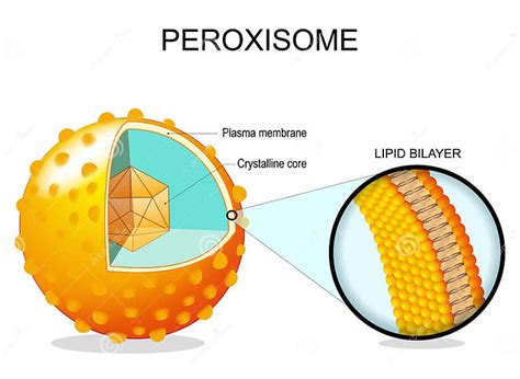 Peroxisome Anatomy Cross Section Of A Cell Organelle Stock Vector