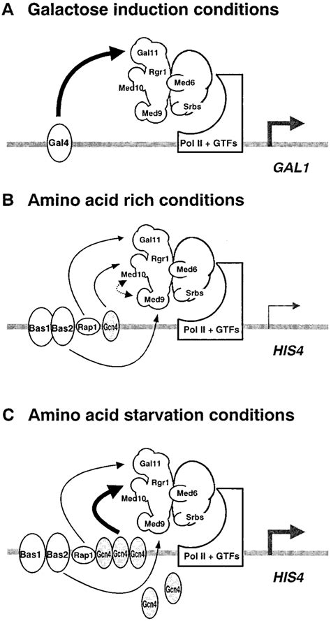 A Model For Activator Specific Modules Of Mediator Complex Three Download Scientific Diagram