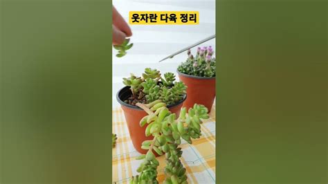 웃자란 다육은 이렇게 해보세요 잘라서 키낮춰 다시 작게 키우세요 자른건 다른 화분에 다시 심어주면 번식까지 됩니다 Youtube