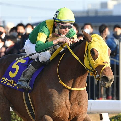 南関東4競馬場｜