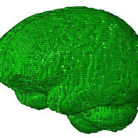 Finite Element Model Of The Brain Used For The Simulation Of The Tumor Download Scientific