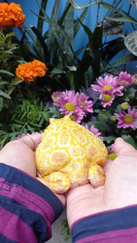 Albino Pacman Frog Artofit