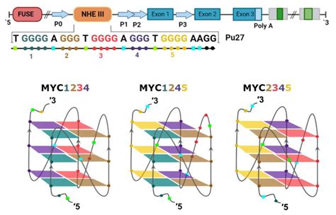 Pu27 C Myc Sequence Top And Representation Of Different Guanine